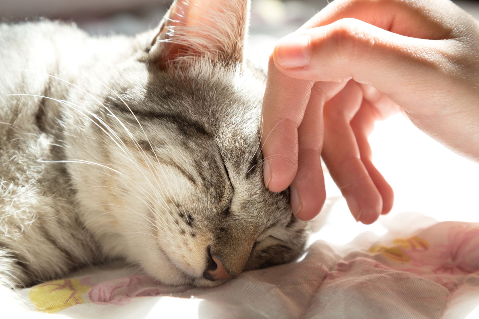 Veterinary Team Education and Relief Services | Vet Teams, LLC